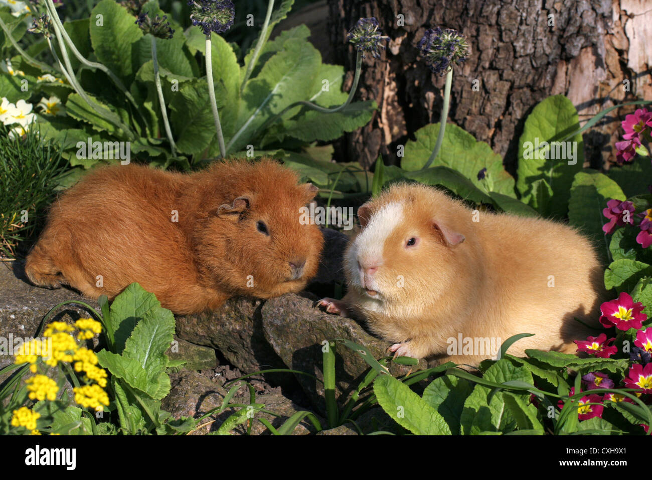 Guinea pigs outside hi-res stock photography and images - Alamy