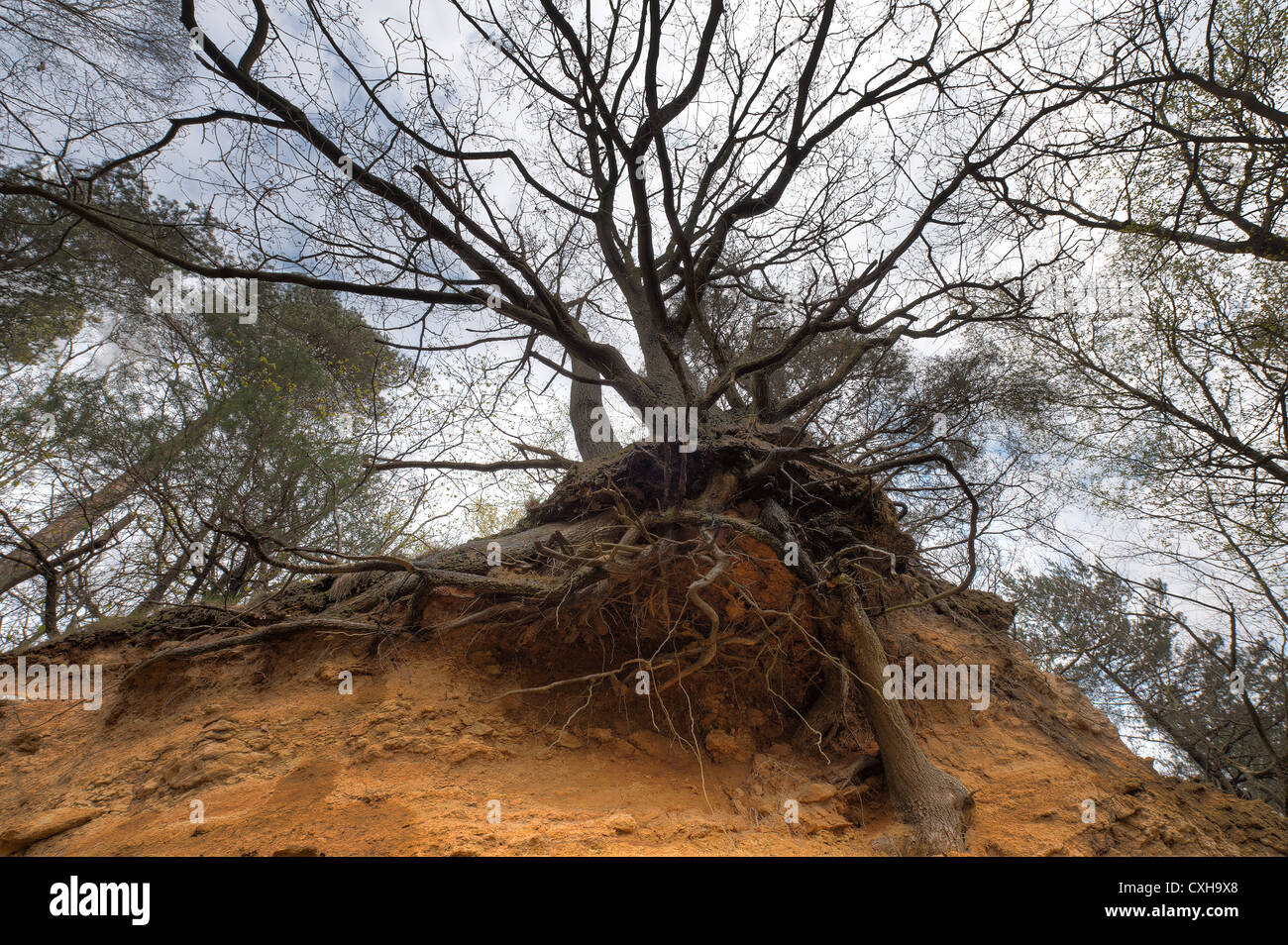 Greensand Ridge sandstone deposits tree hangs on this secluded cliff ...
