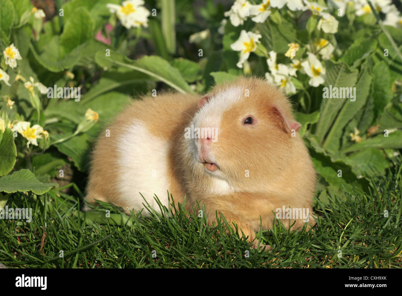 Us teddies hi-res stock photography and images - Alamy