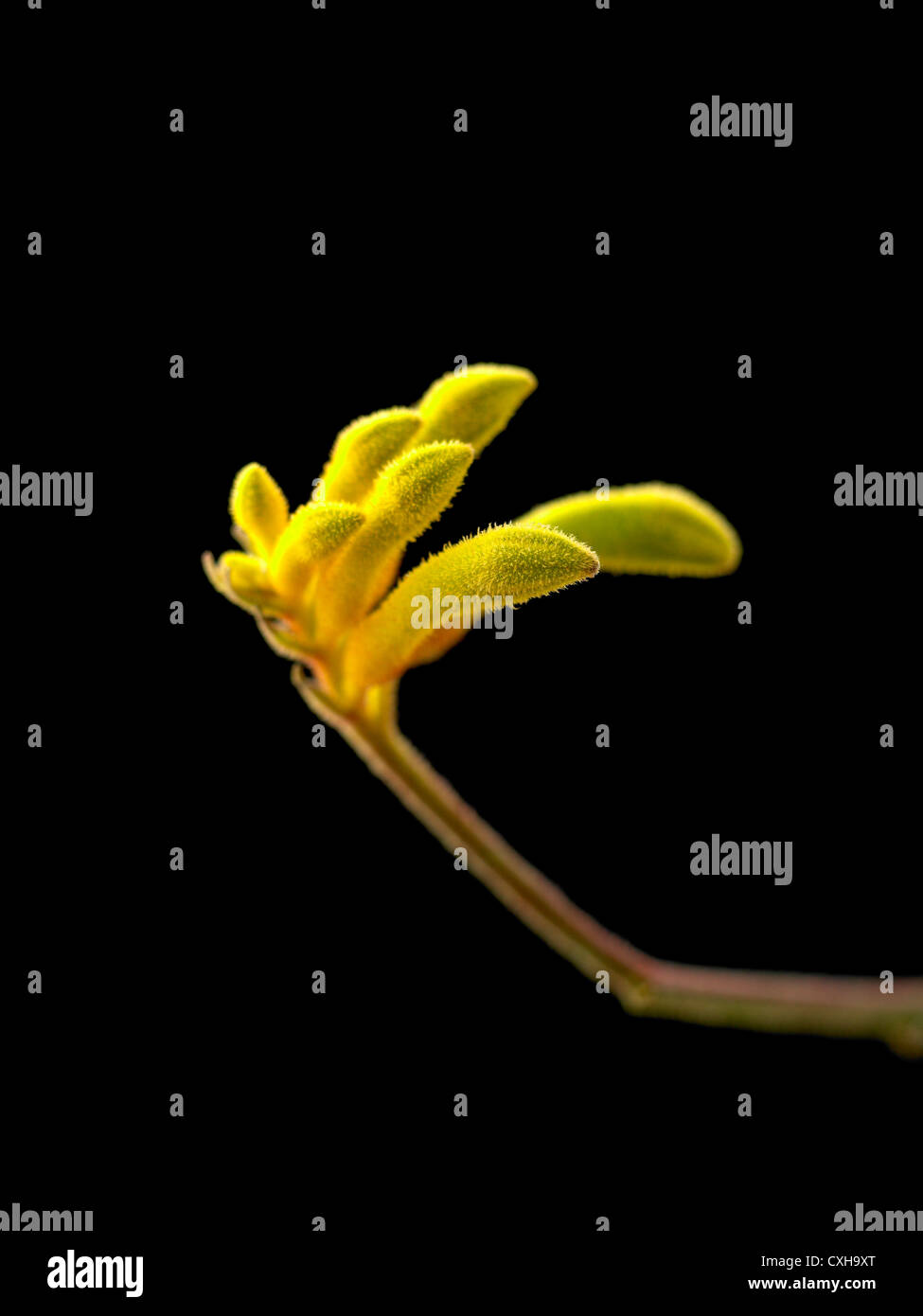 Anigozanthos common hi-res stock photography and images - Alamy