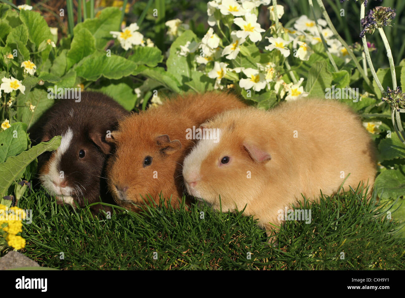 Guinea pigs outside hi-res stock photography and images - Alamy