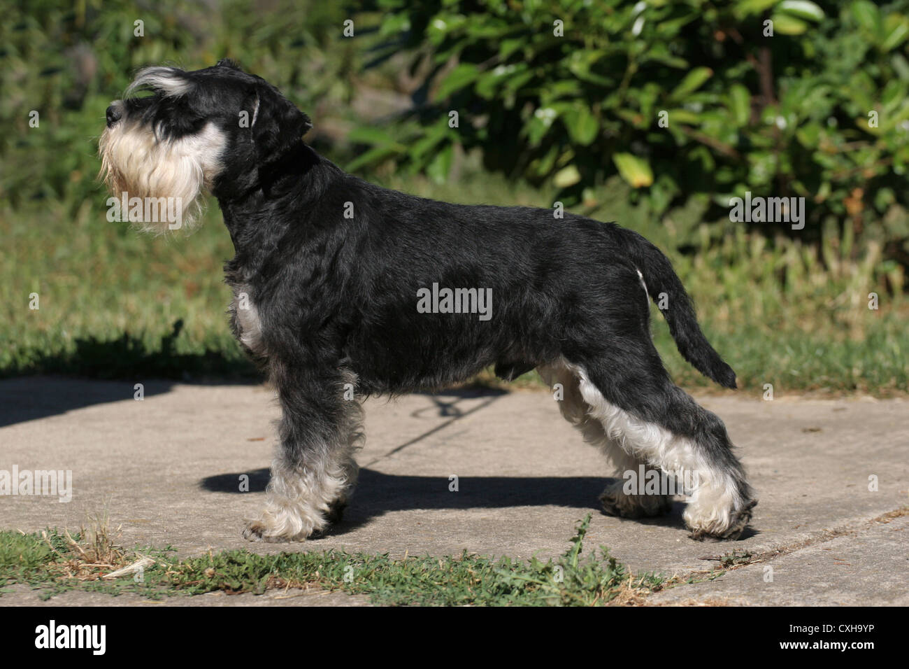 Schnauzer profile hi-res stock photography and images - Alamy