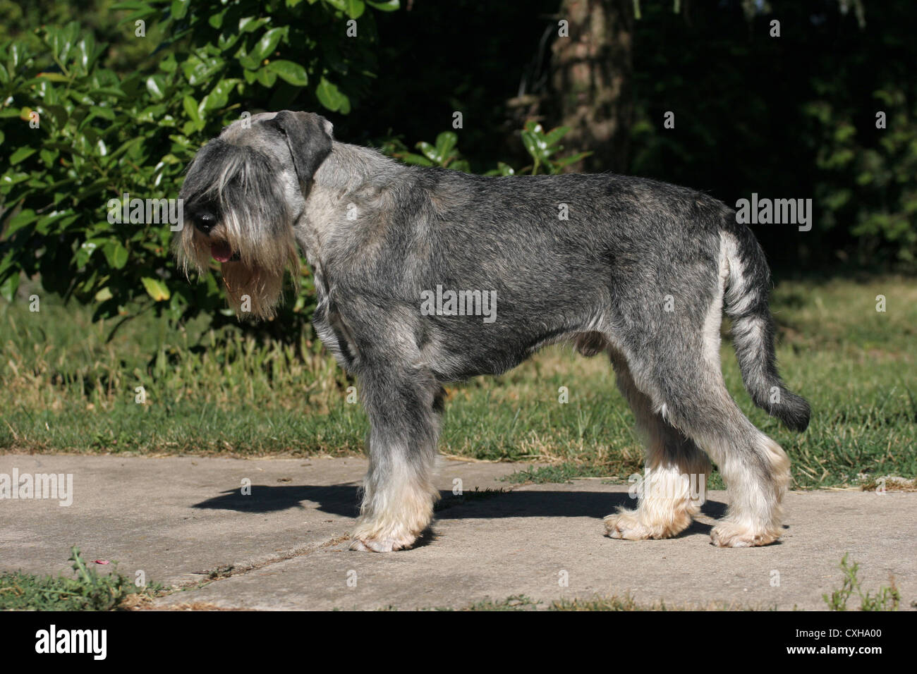 Schnauzer profile hi-res stock photography and images - Alamy