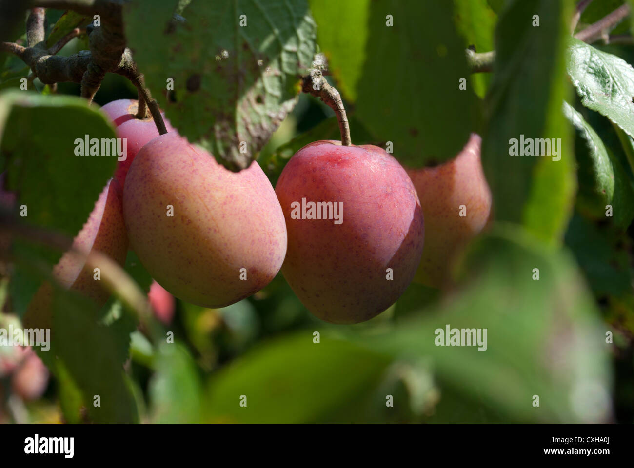 Victoria Plums on plum tree Stock Photo - Alamy