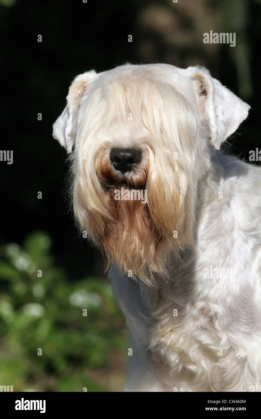 Irish Schnauzer