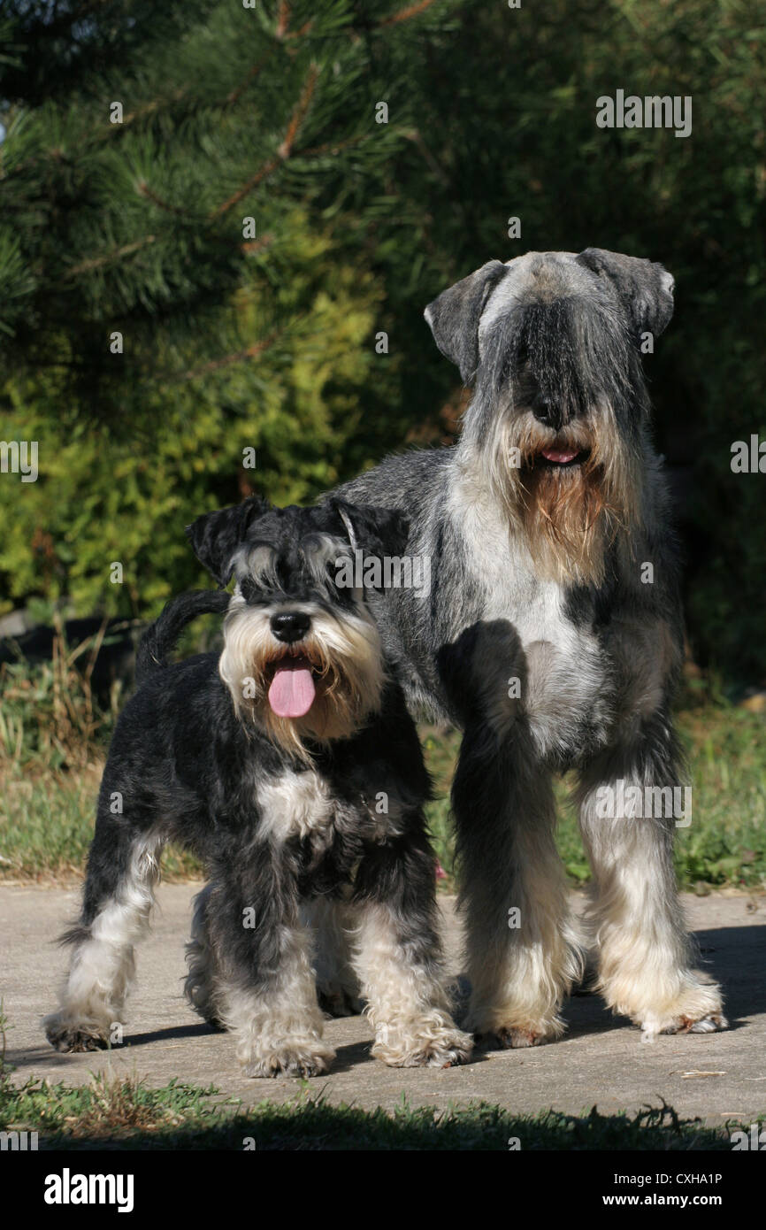 2 standing Schnauzer Stock Photo - Alamy