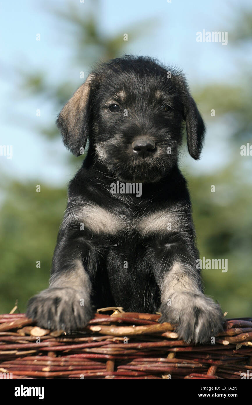 Medium size schnauzer dog hi-res stock photography and images - Alamy