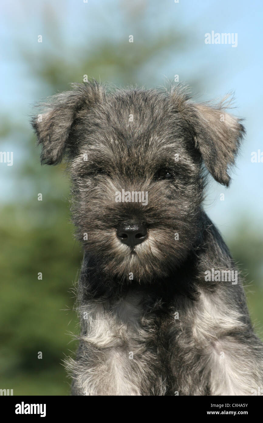 Miniature Schnauzer pup portrait Stock Photo - Alamy