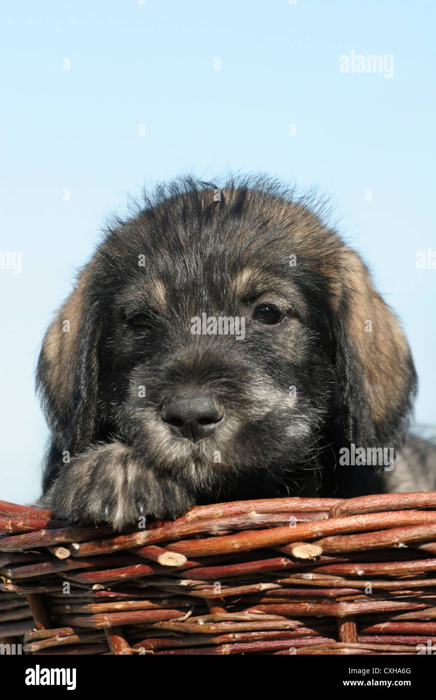 Medium schnauzer hi-res stock photography and images - Alamy