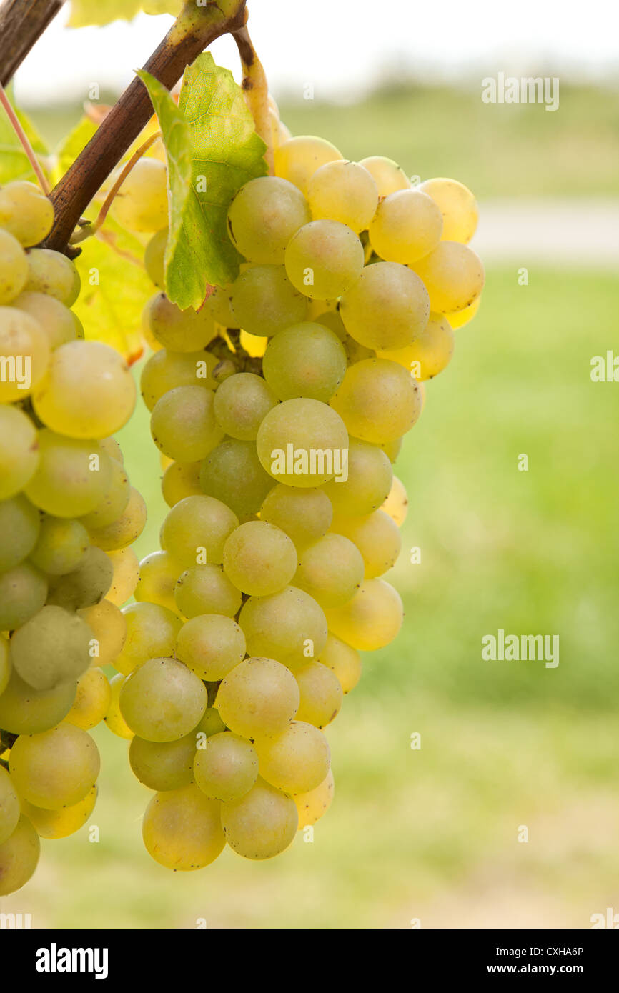 Big cluster of grapes hanging on a grapevine in an Alsace French ...