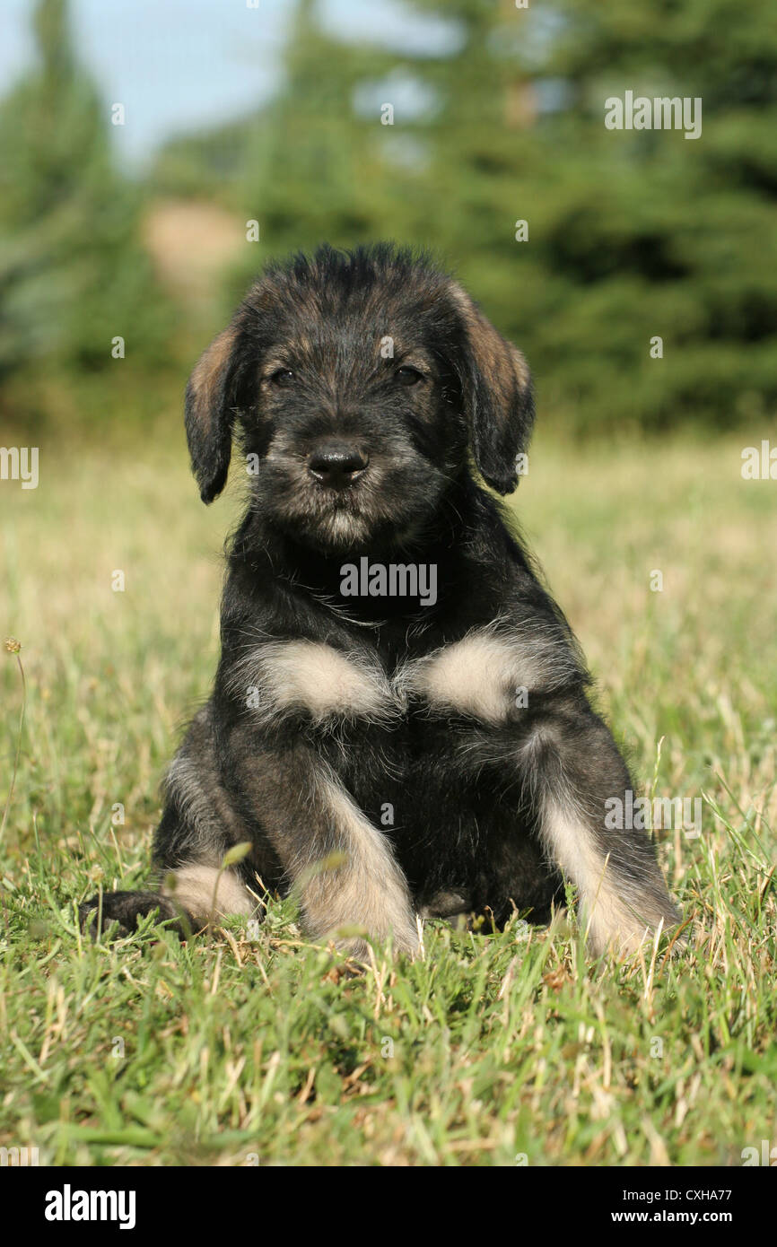 Medium Size Schnauzer Dog High Resolution Stock Photography and Images ...