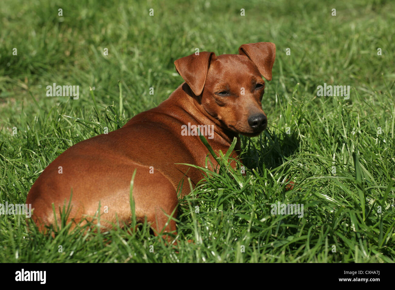 Miniature Pinscher Dachshund Mix