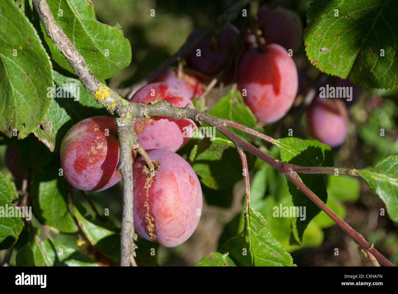 Victoria Plums on plum tree Stock Photo - Alamy