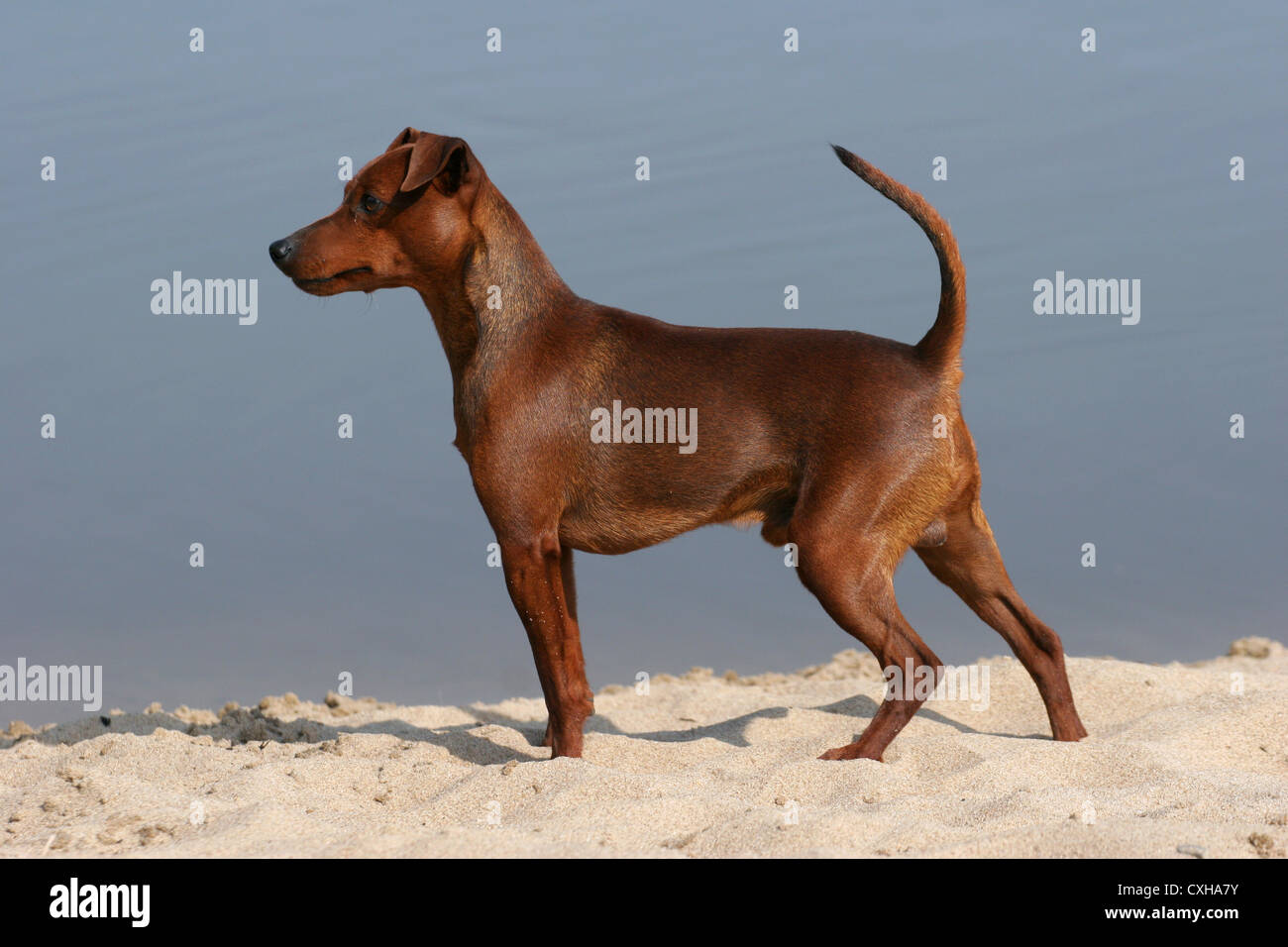 standing Miniature Pinscher Stock Photo - Alamy