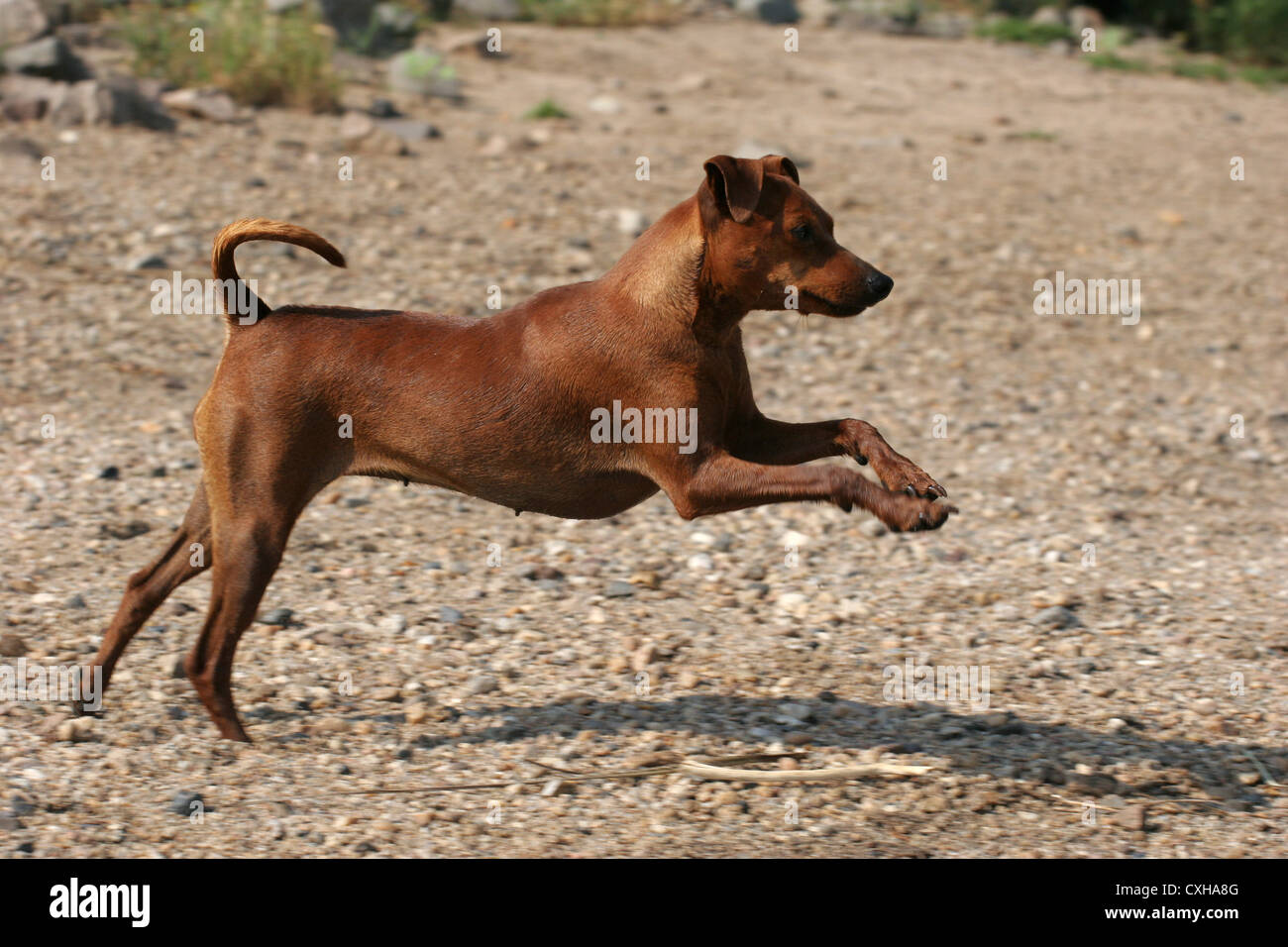 running Miniature Pinscher Stock Photo - Alamy