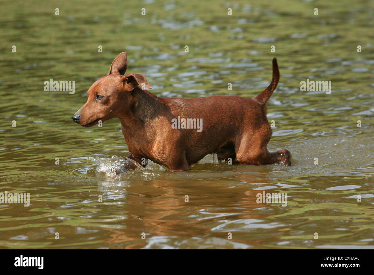 Miniature Pinscher in the water Stock Photo - Alamy