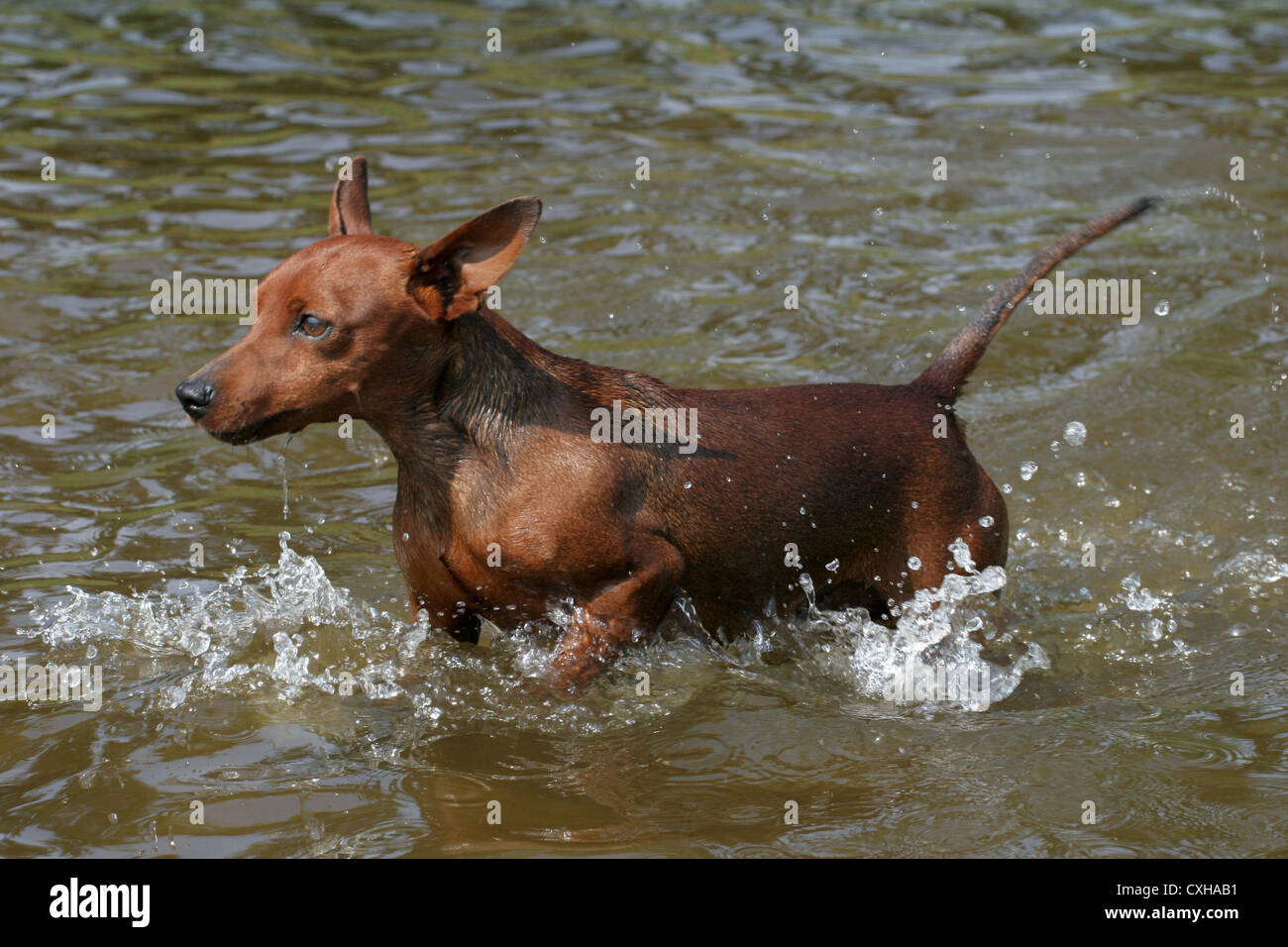 Miniature Pinscher in the water Stock Photo - Alamy