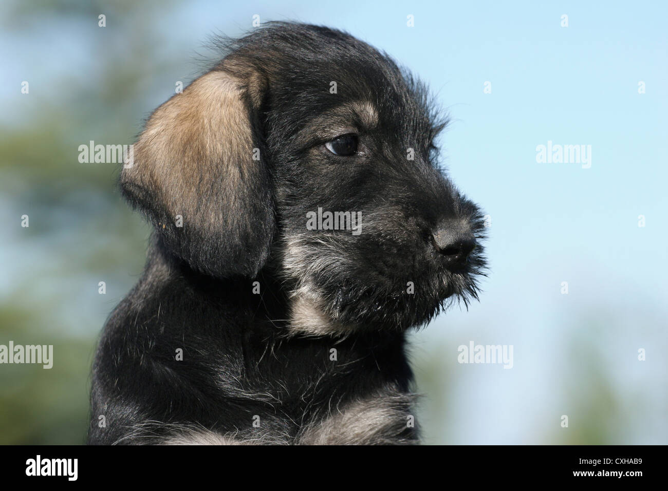 Schnauzer profile hi-res stock photography and images - Alamy