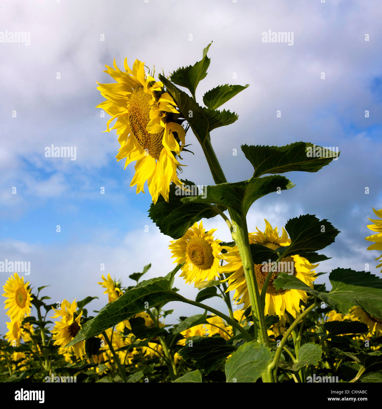 Wilted Sunflowers (Helianthus annuus), sunflower field, Limagne ...