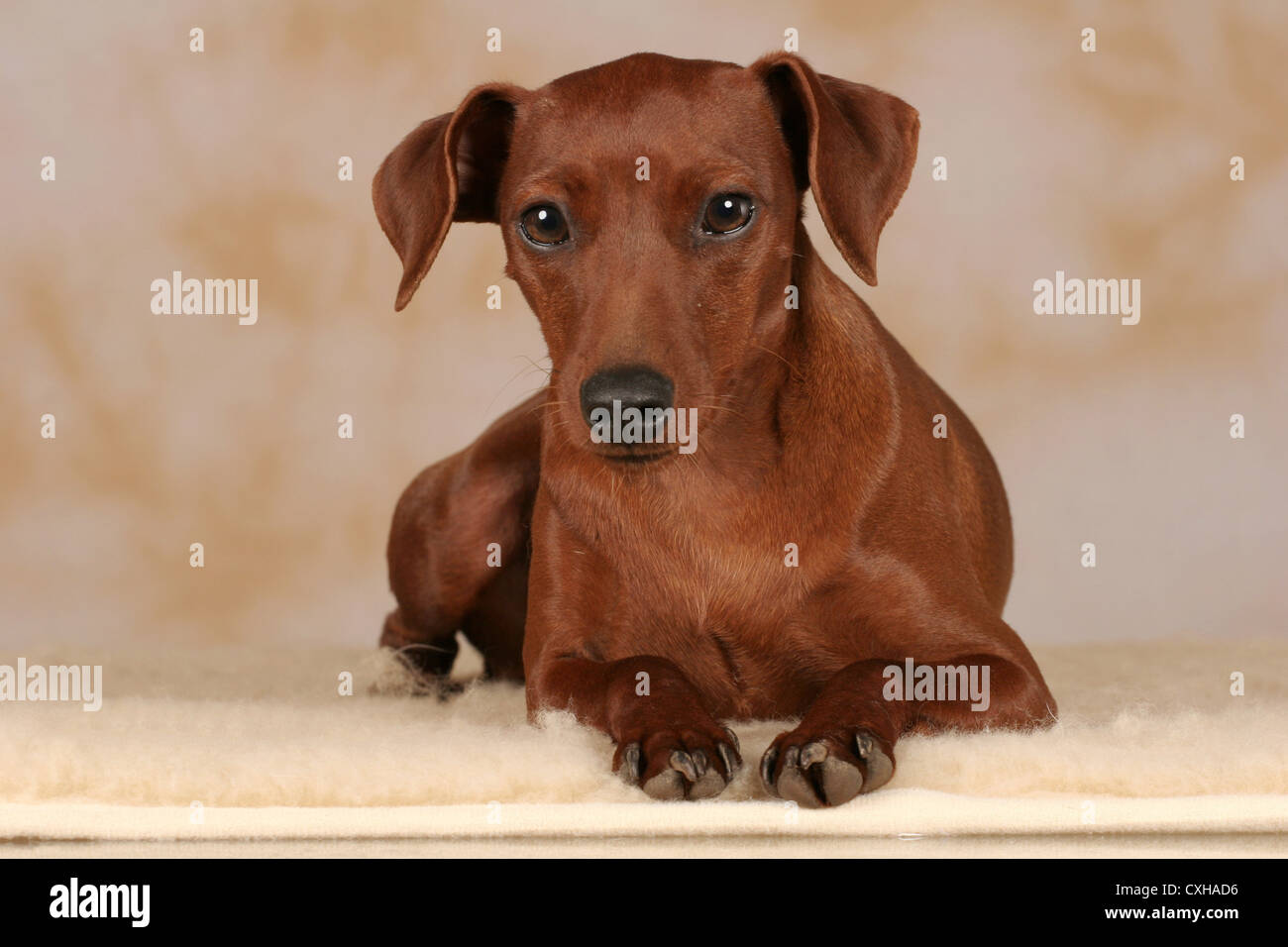 Miniature pinscher indoor hi-res stock photography and images - Alamy