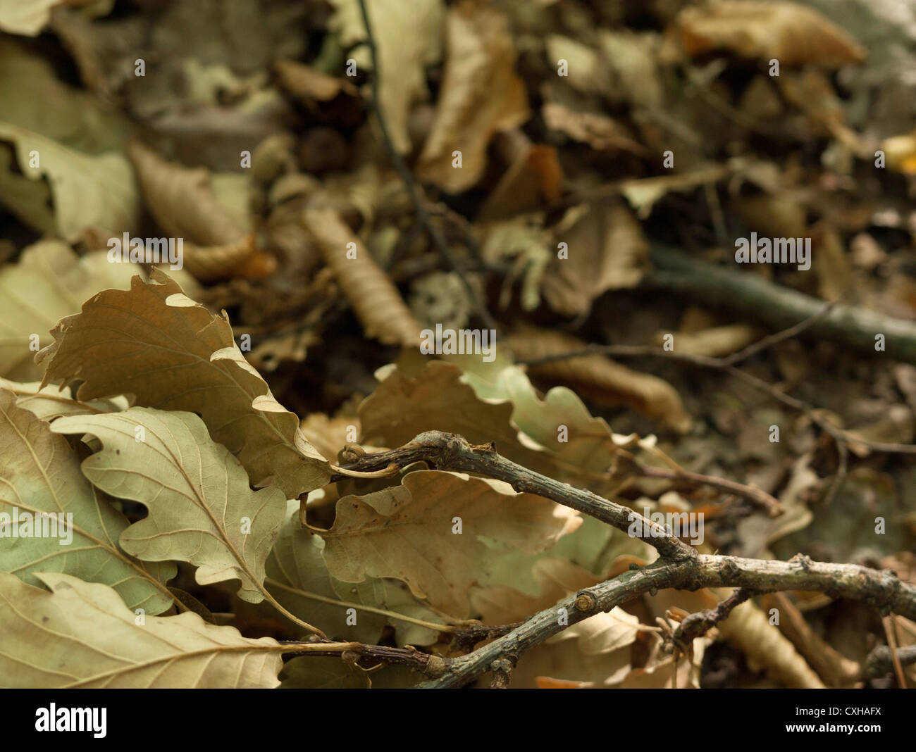 Dry leaves of a log in the forest Stock Photo - Alamy