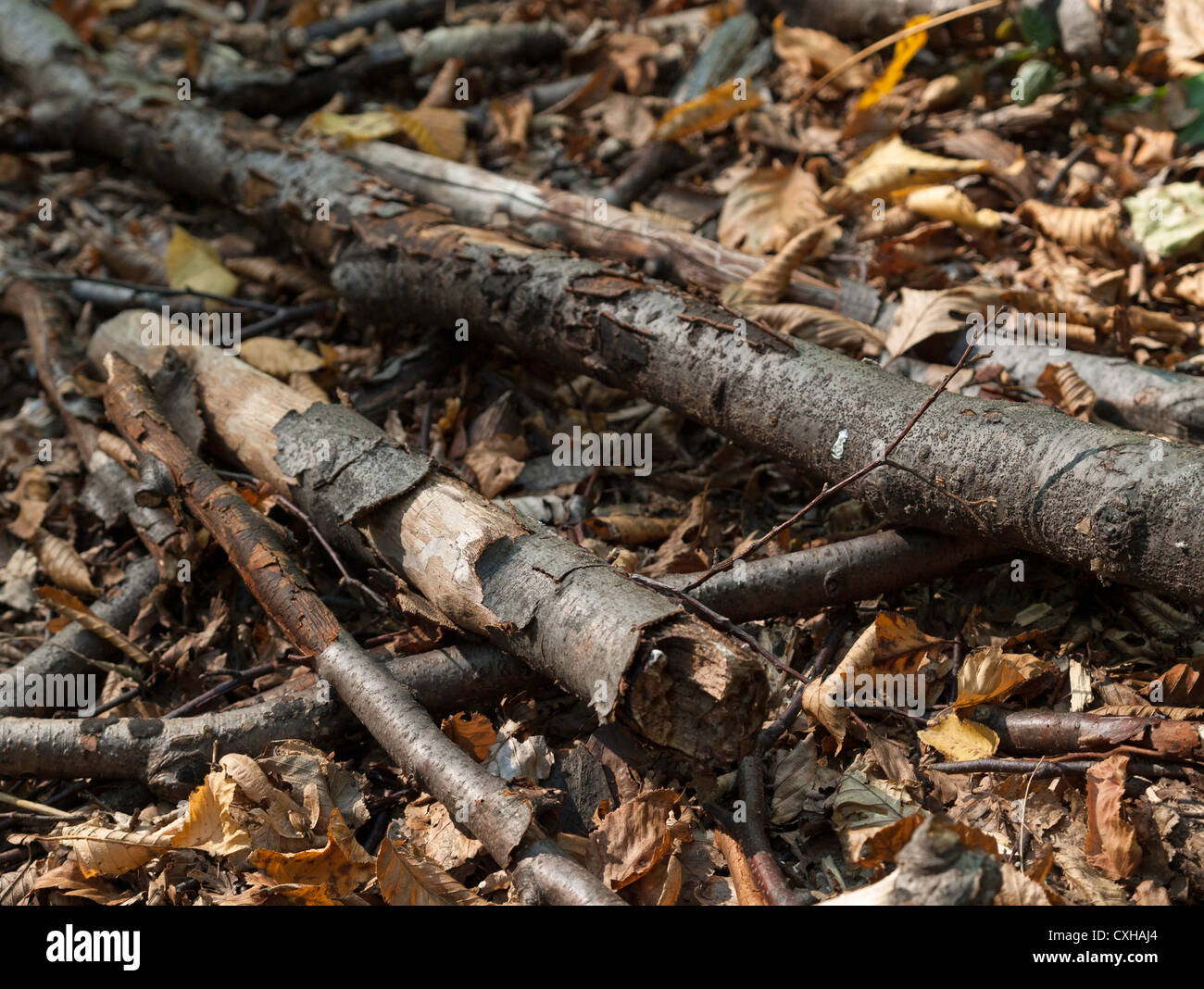 Dry leaves of a log in the forest Stock Photo - Alamy
