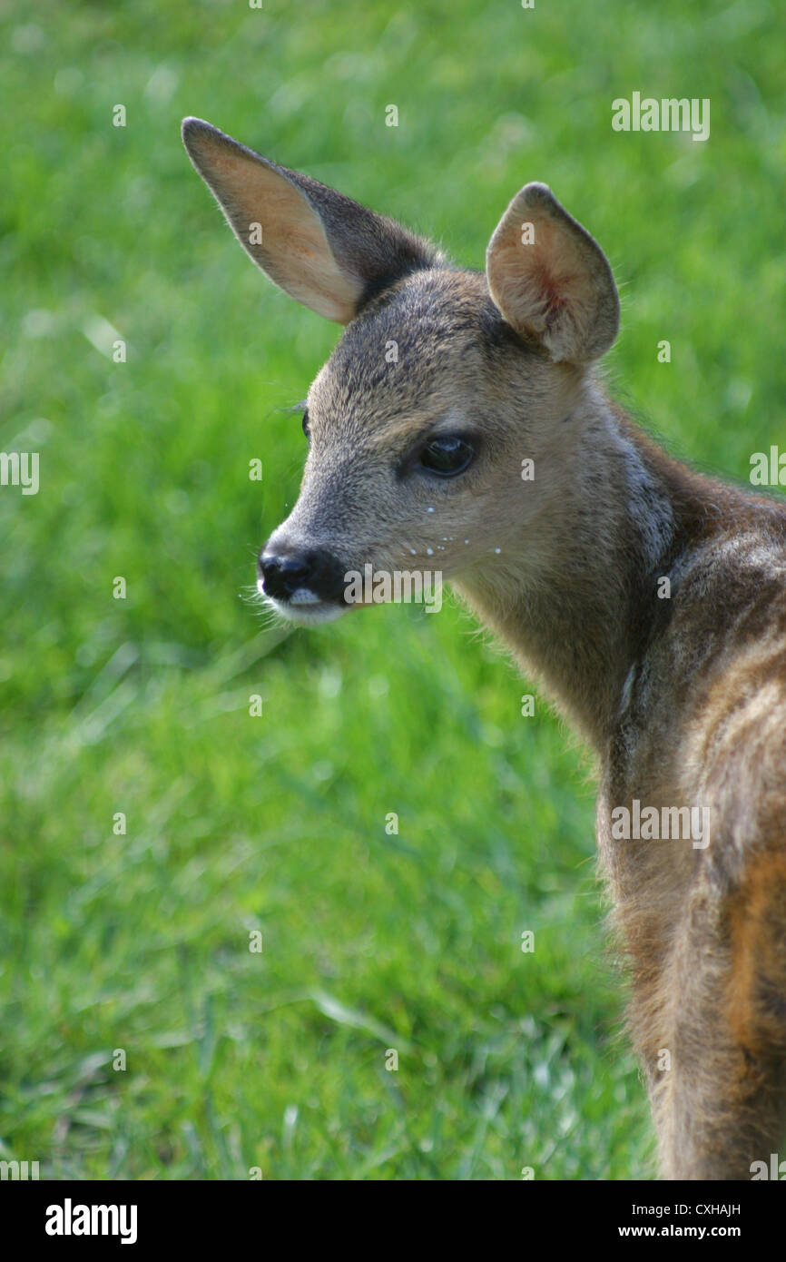 One fawn hi-res stock photography and images - Alamy