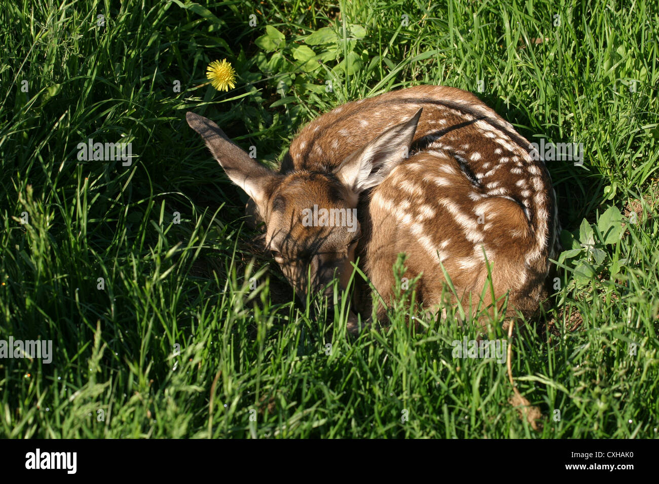 One fawn hi-res stock photography and images - Alamy