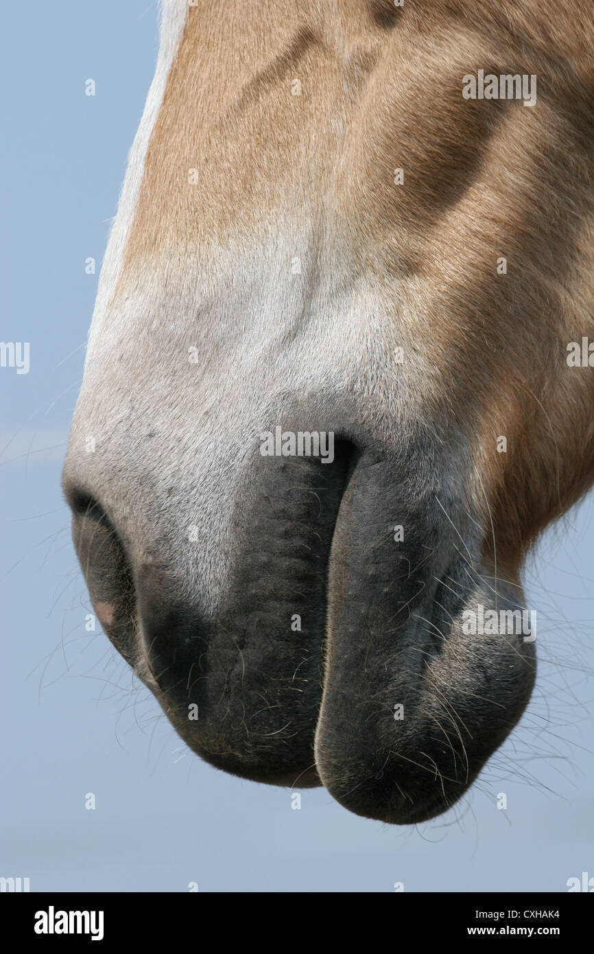 Haflinger horse mouth hi-res stock photography and images - Alamy