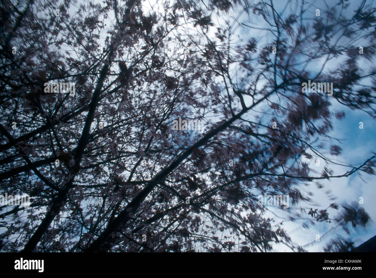 Tree leaves blowing in the wind hi-res stock photography and images - Alamy