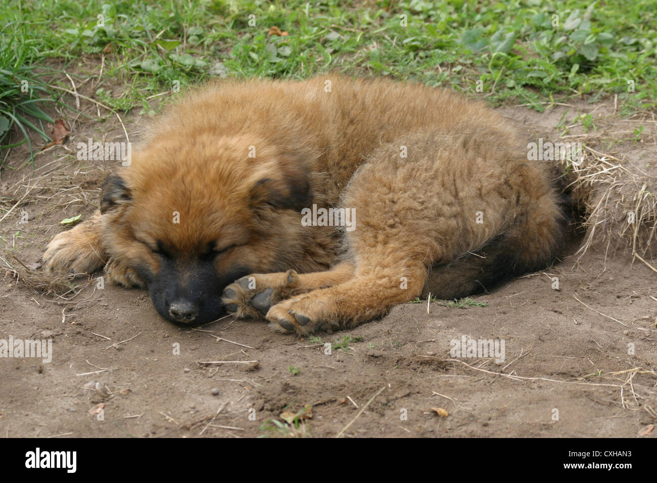 Harzer Fuchs puppy Stock Photo - Alamy