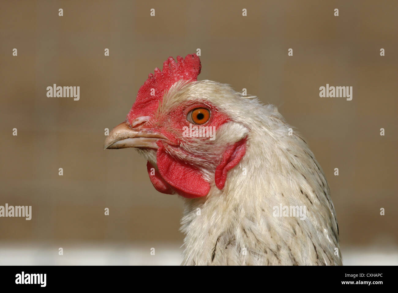 Hen white head hi-res stock photography and images - Alamy