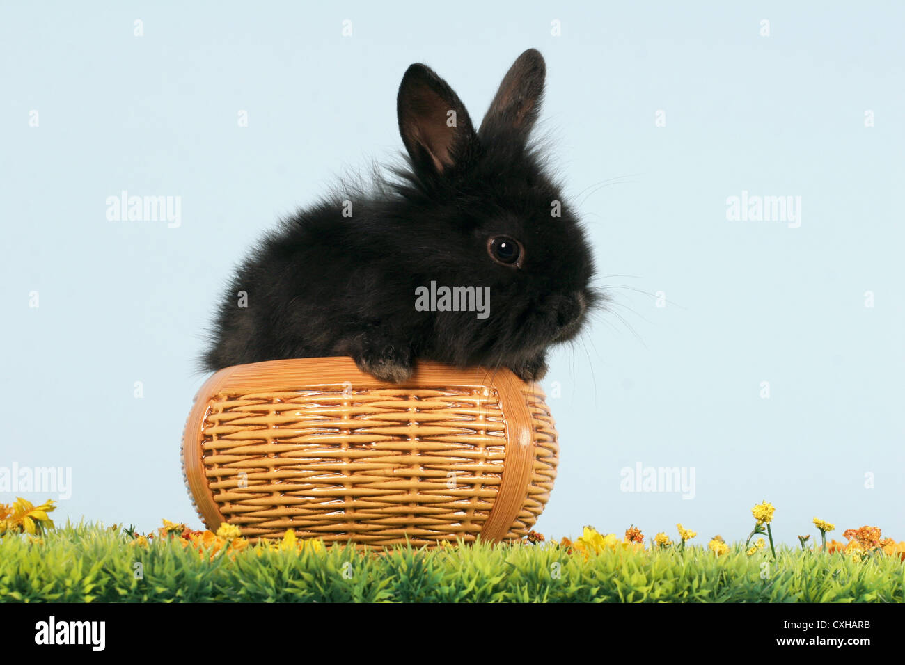 young pygmy bunny Stock Photo - Alamy