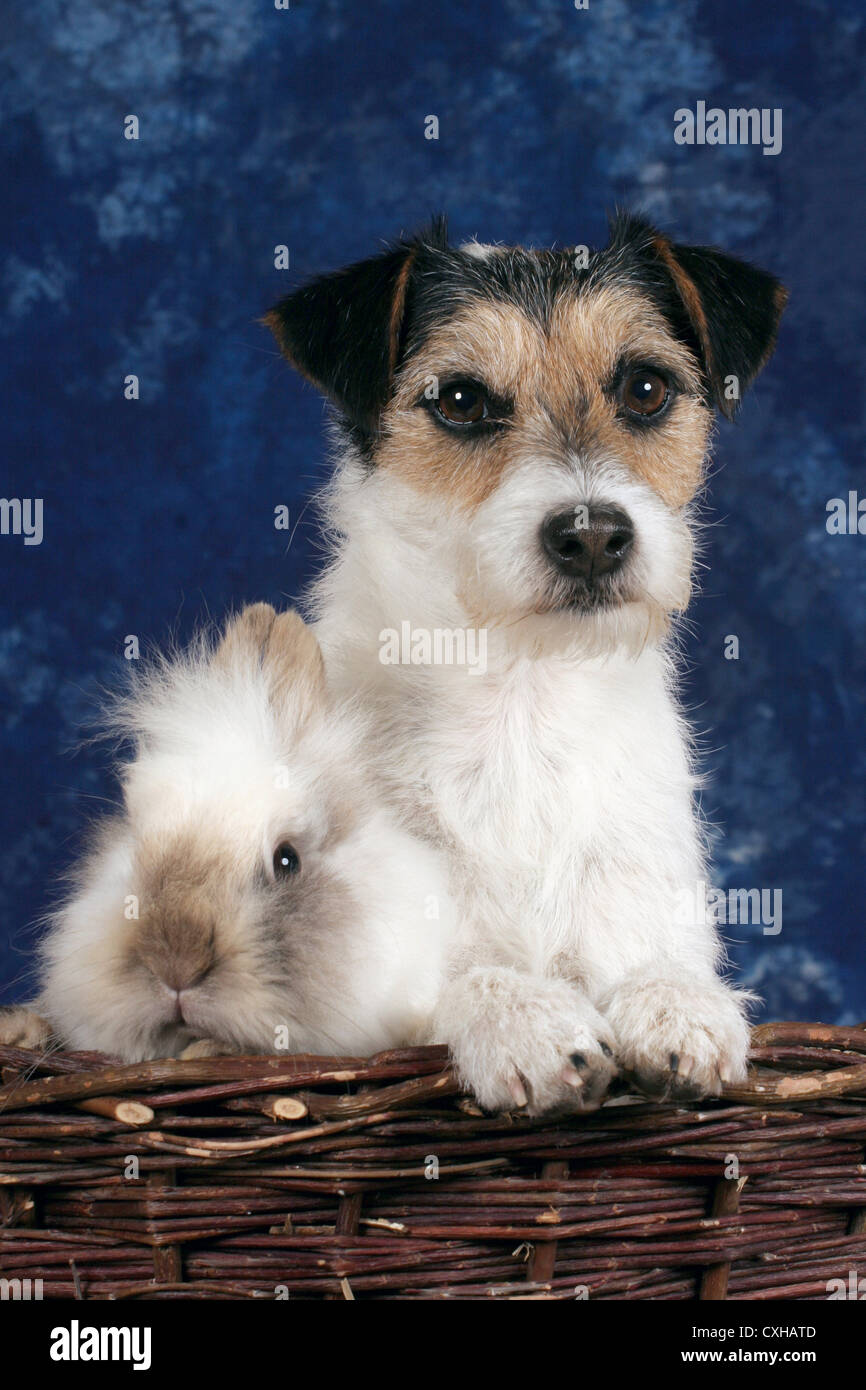 dog and bunny Stock Photo - Alamy