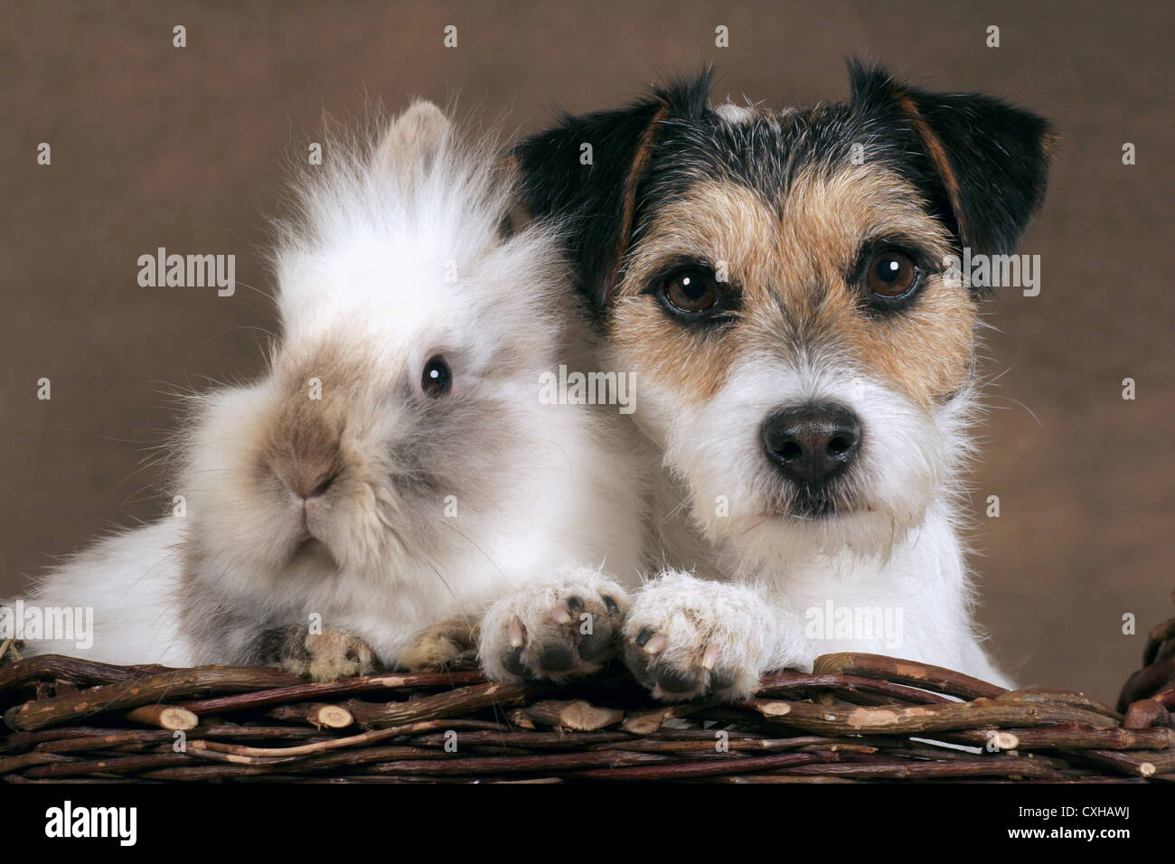 dog and bunny Stock Photo - Alamy