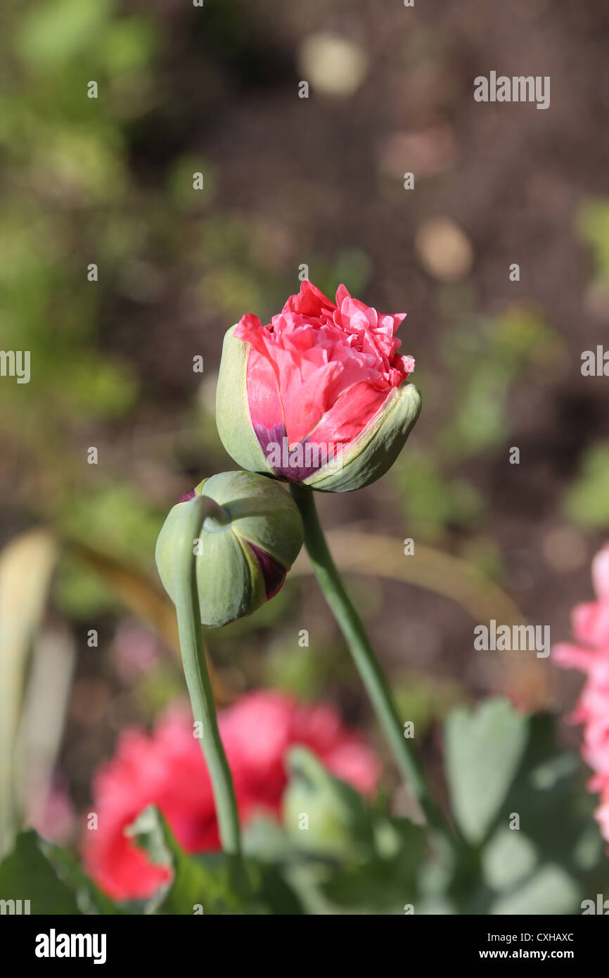 Pink Peony Poppy Buds Papaver Somniferum Paeoniflorum Stock Photo - Alamy
