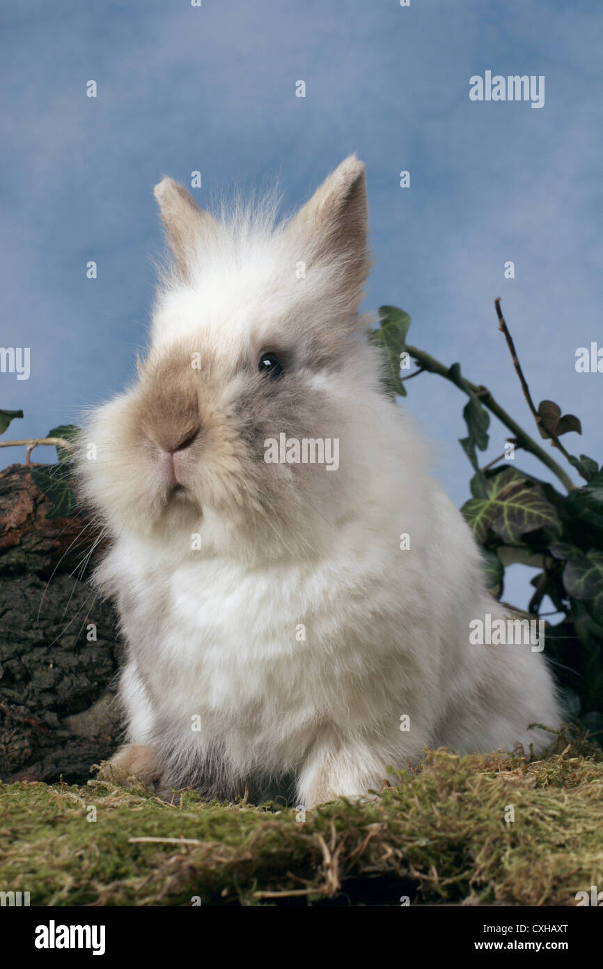 Piebald bunny hi-res stock photography and images - Alamy
