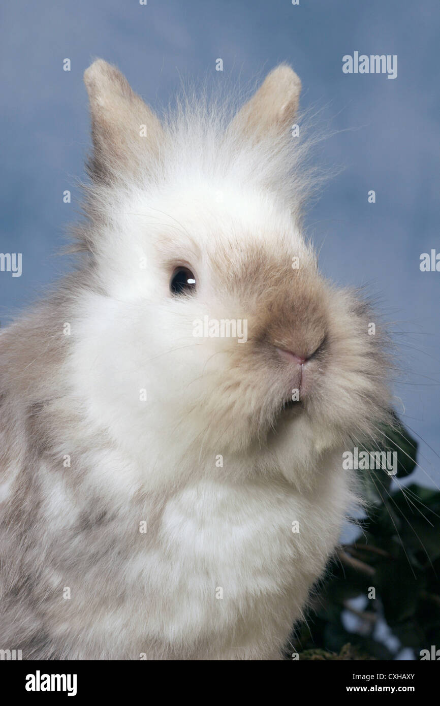 Piebald bunny hi-res stock photography and images - Alamy