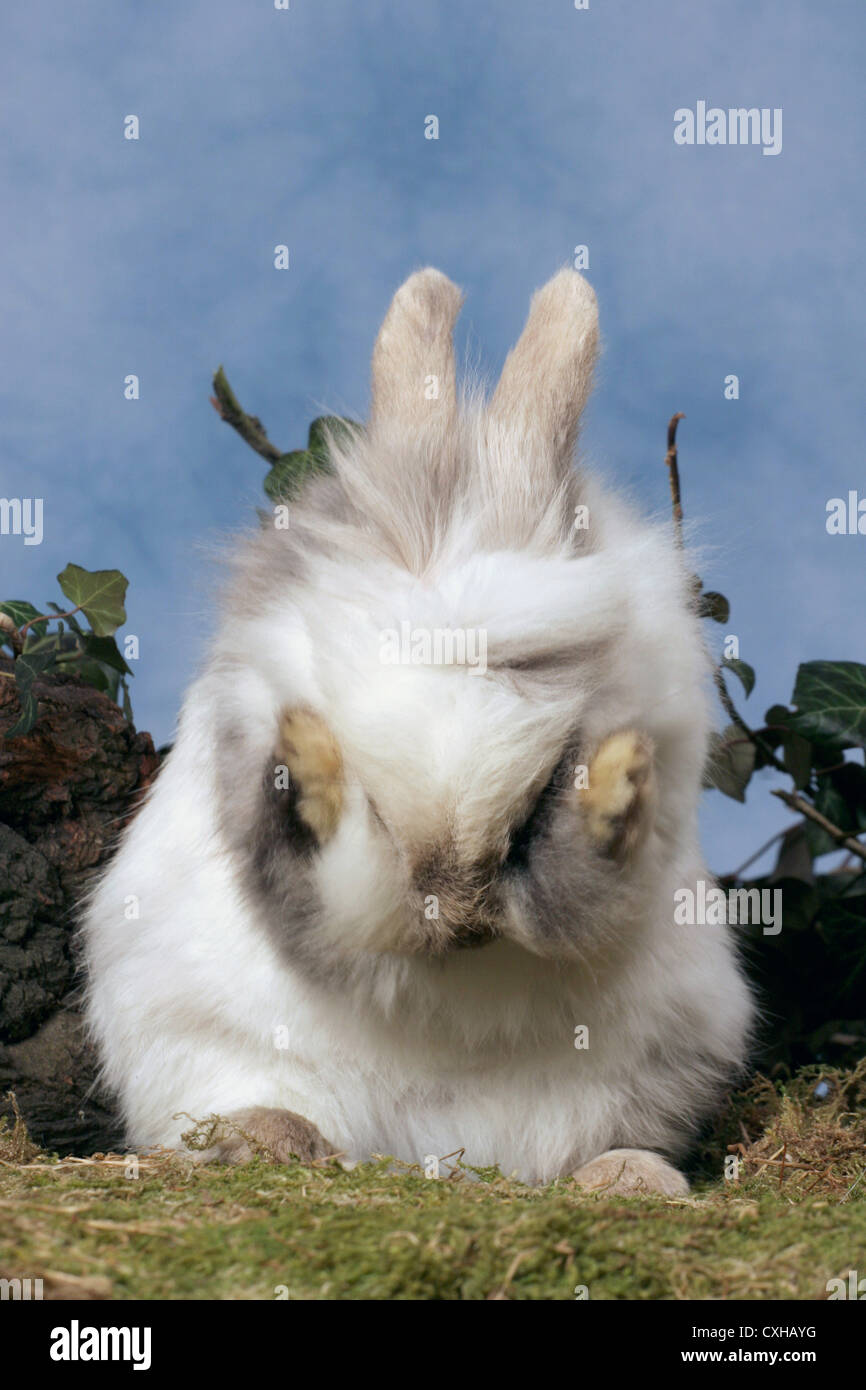Bunny grooming hi-res stock photography and images - Alamy