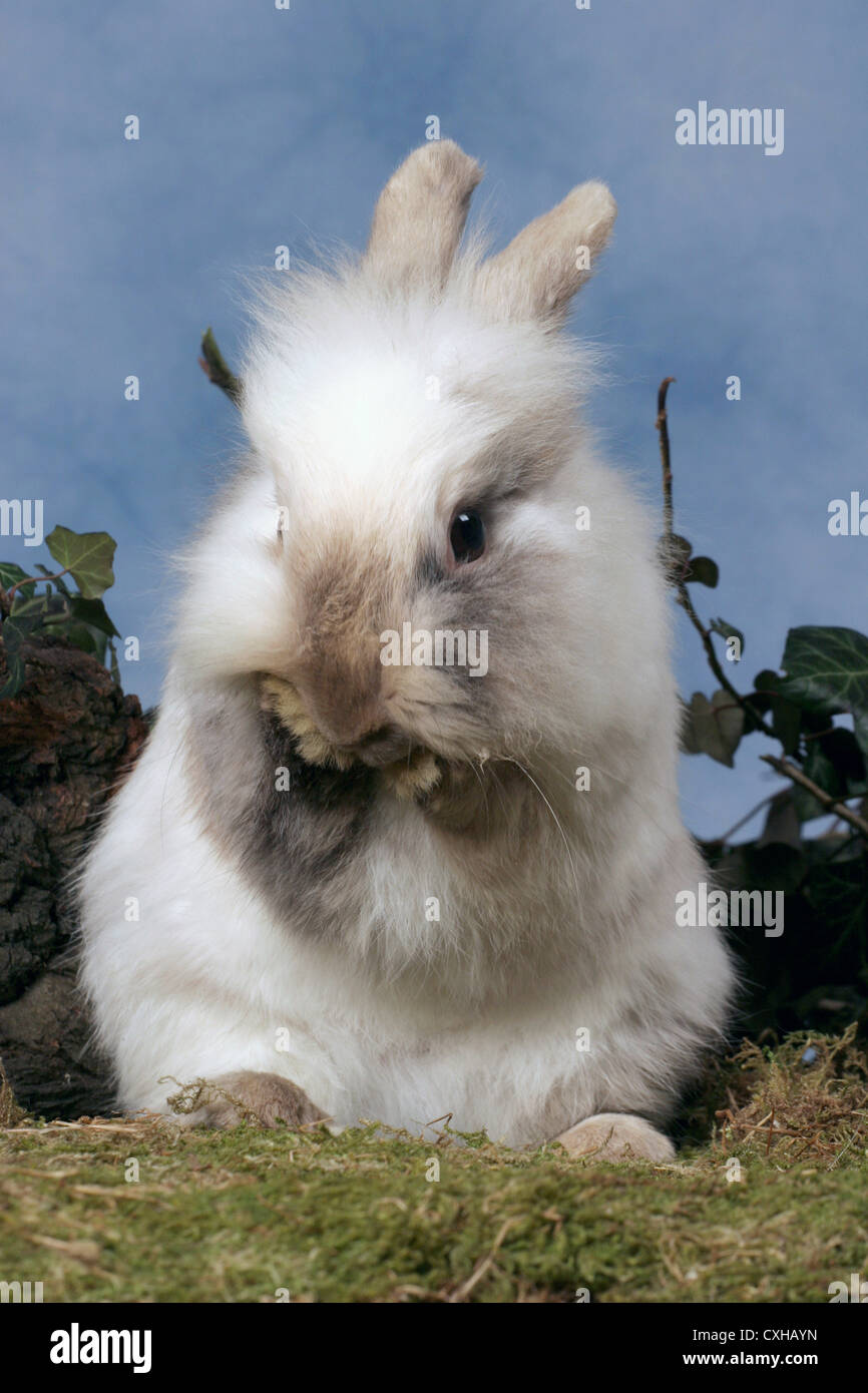 Bunny grooming hi-res stock photography and images - Alamy