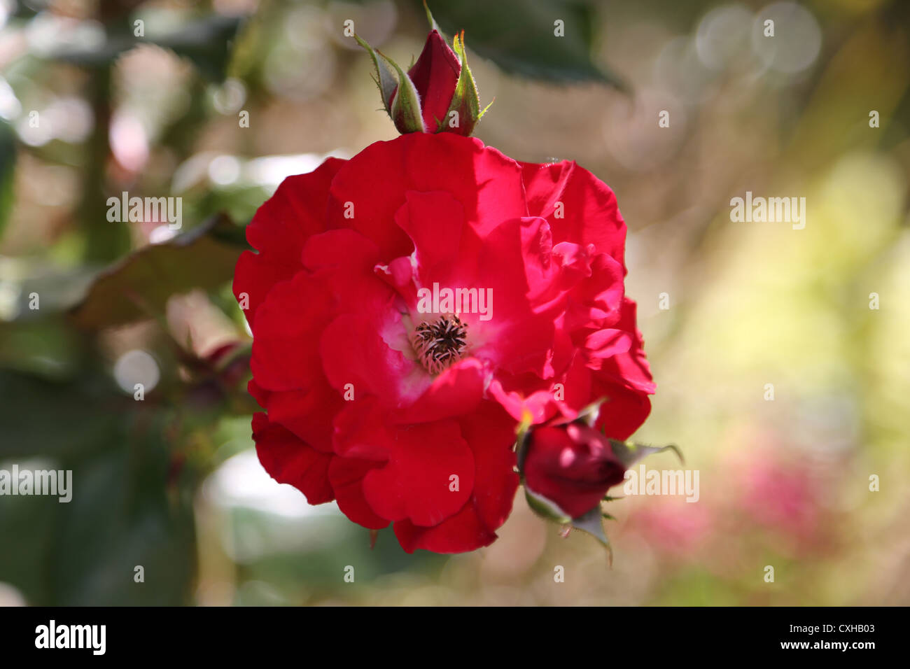 Climbing red rose hi-res stock photography and images - Alamy