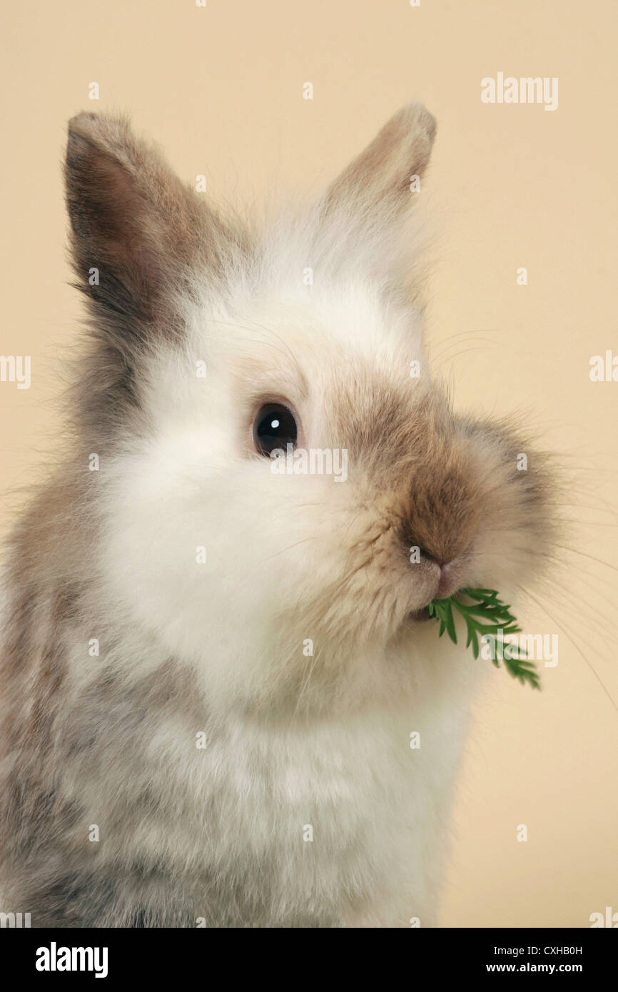 Mini munch hi-res stock photography and images - Alamy