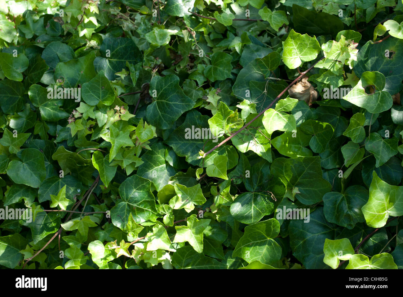 Ivy mass hi-res stock photography and images - Alamy