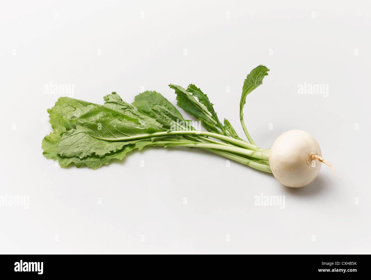 white beet on white background, close up Stock Photo - Alamy