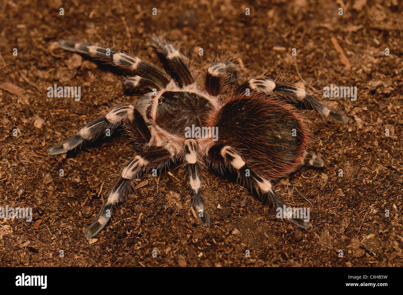 beautiful immature female Brazilian White Stripe Tarantula ...