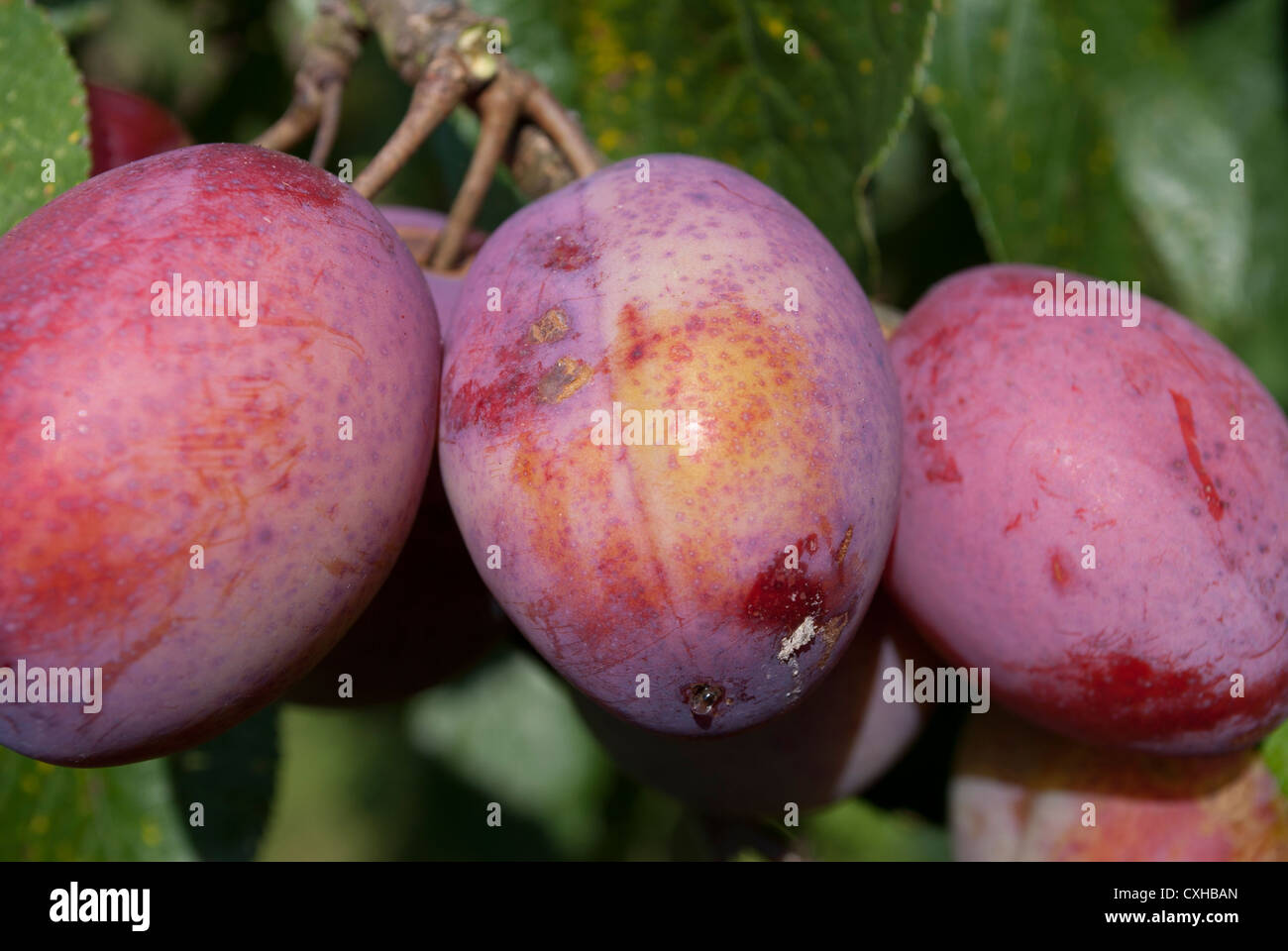 Victoria Plums on plum tree Stock Photo - Alamy