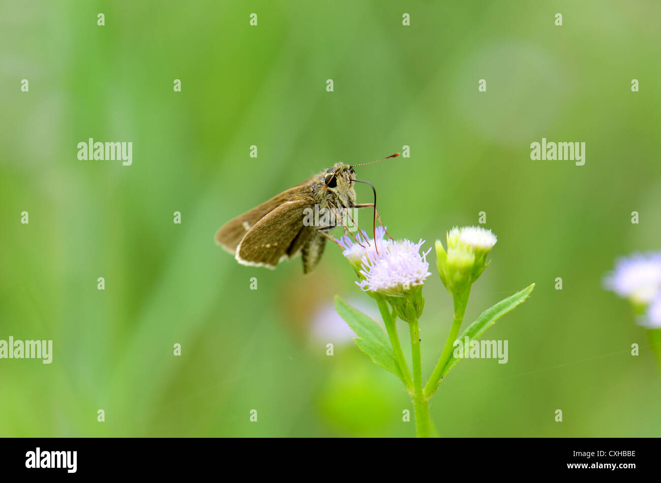 Swift insect hi-res stock photography and images - Alamy
