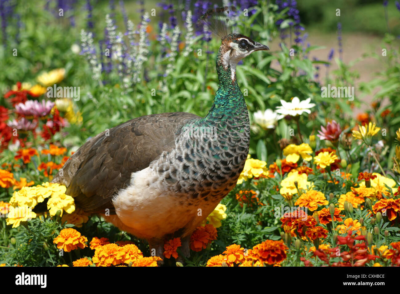 Female peahen hi-res stock photography and images - Alamy