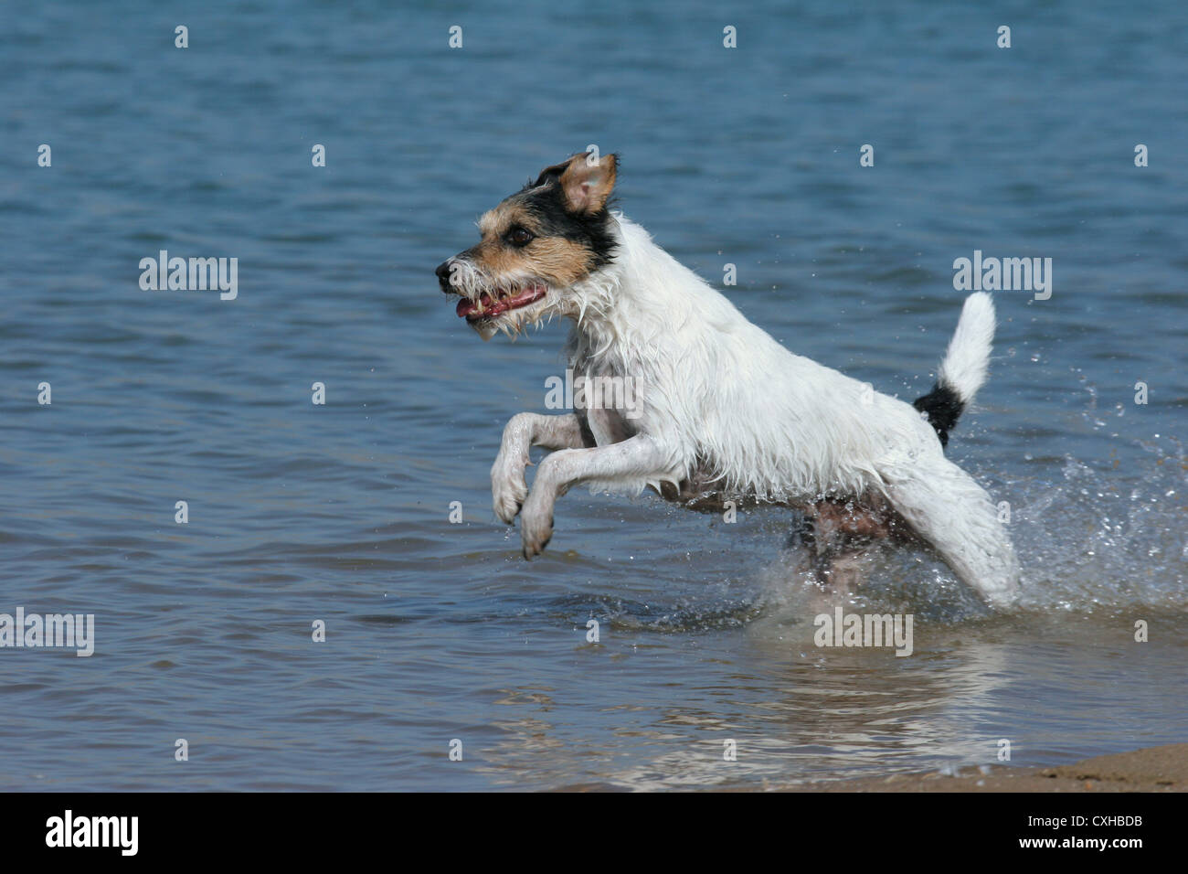 Parsons jack russell terrier hi-res stock photography and images - Alamy