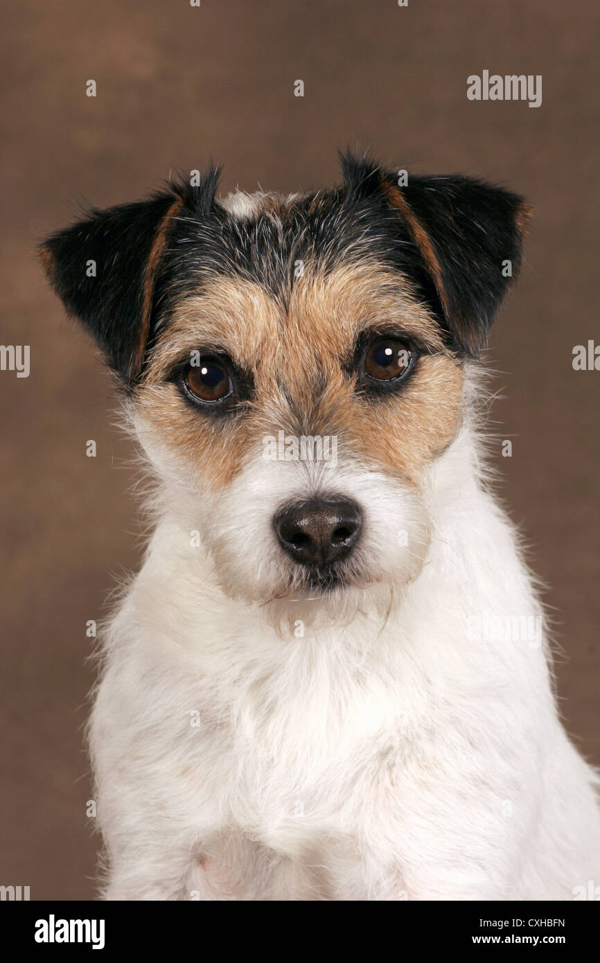 Parson Russell Terrier Portrait Stock Photo - Alamy